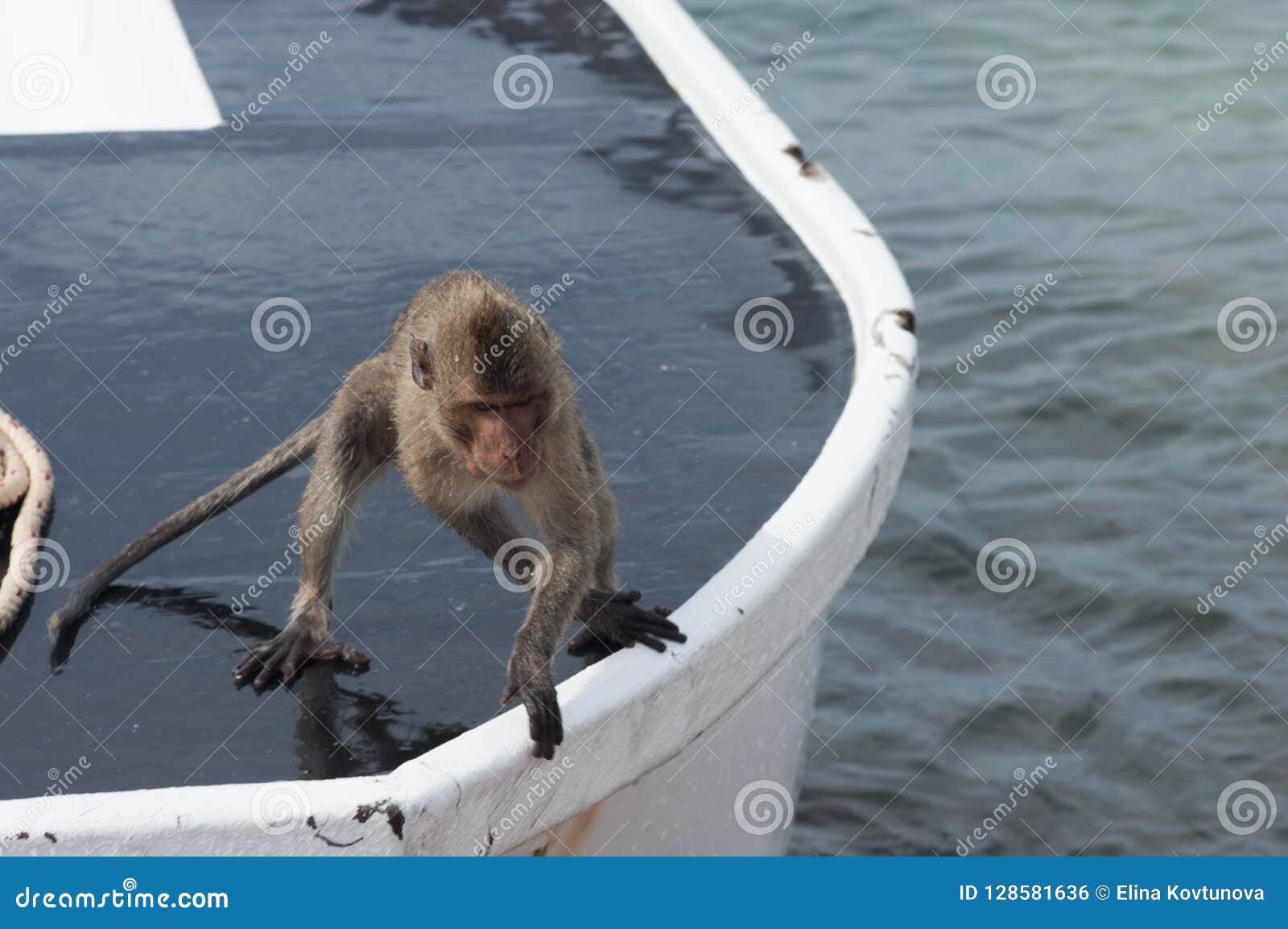 Ilha Do Macaco Pelo Mar, TAILÂNDIA Foto de Stock - Imagem de areia ...