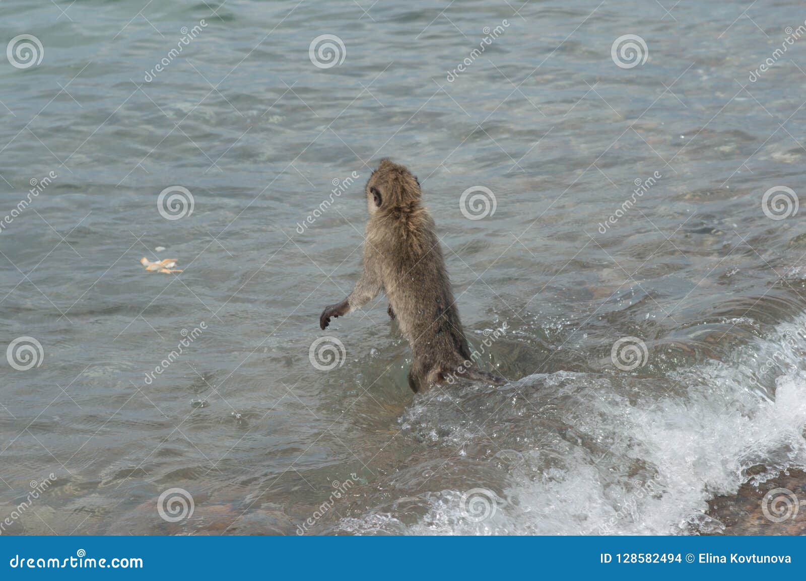 Ilha Do Macaco Pelo Mar, TAILÂNDIA Foto de Stock - Imagem de selva ...