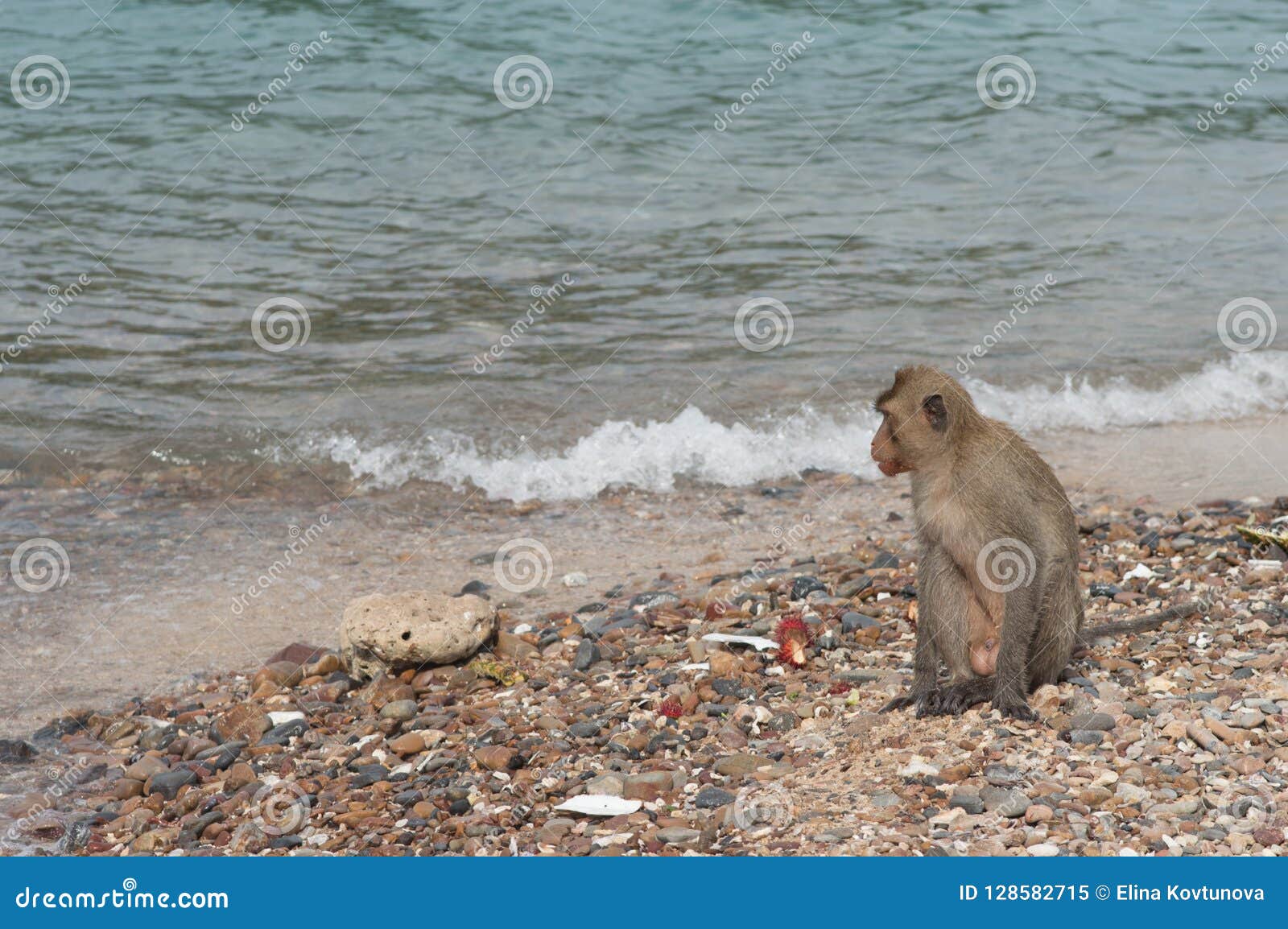 Ilha Do Macaco Pelo Mar, TAILÂNDIA Imagem de Stock - Imagem de macaco ...