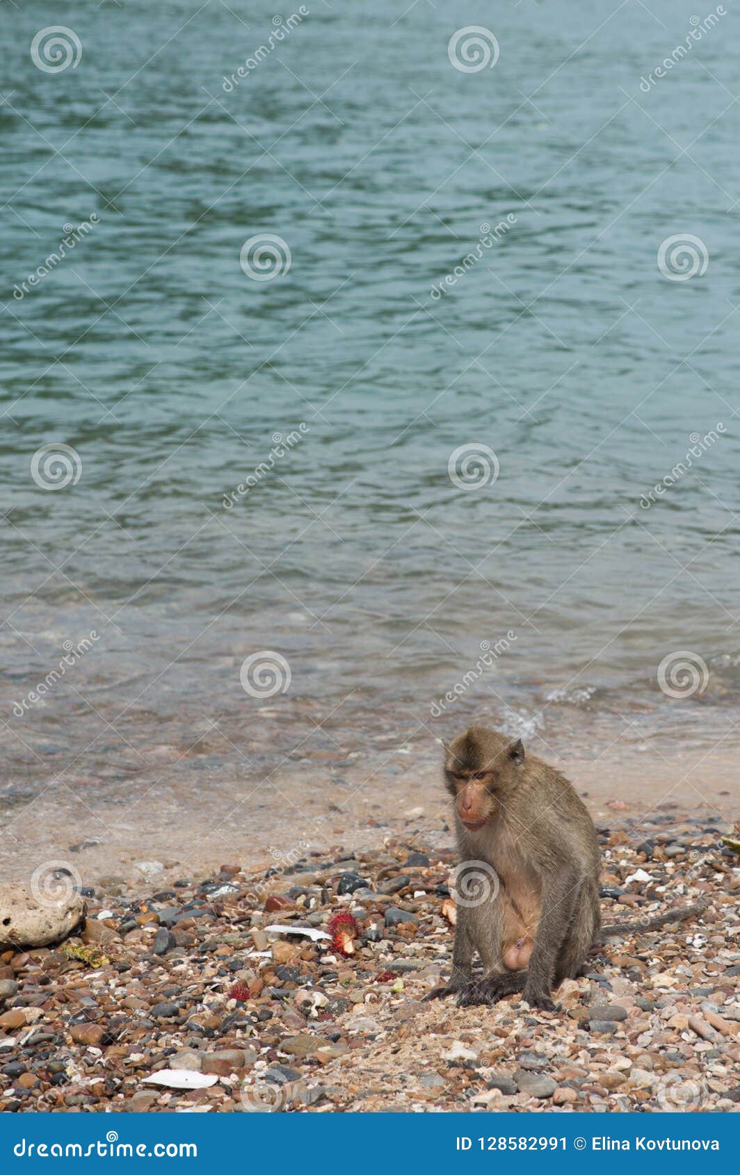 Ilha Do Macaco Pelo Mar, TAILÂNDIA Imagem de Stock - Imagem de animal ...