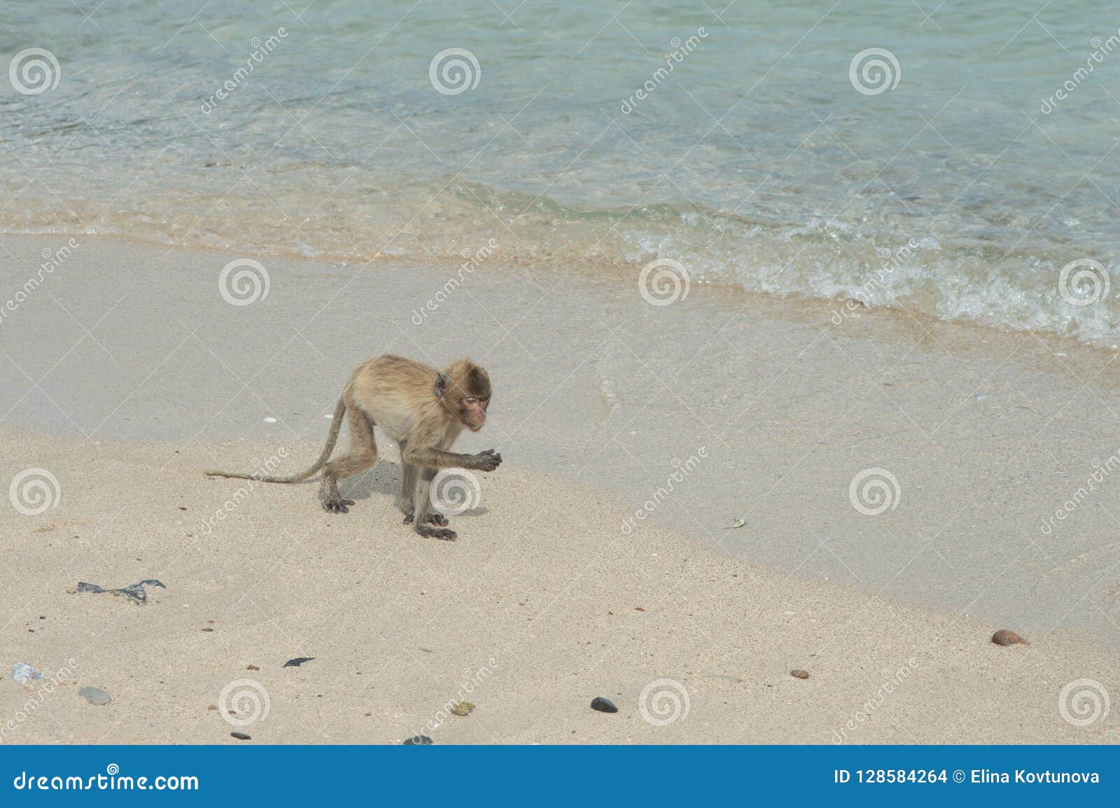 Ilha Do Macaco Pelo Mar, TAILÂNDIA Foto de Stock - Imagem de tailândia ...