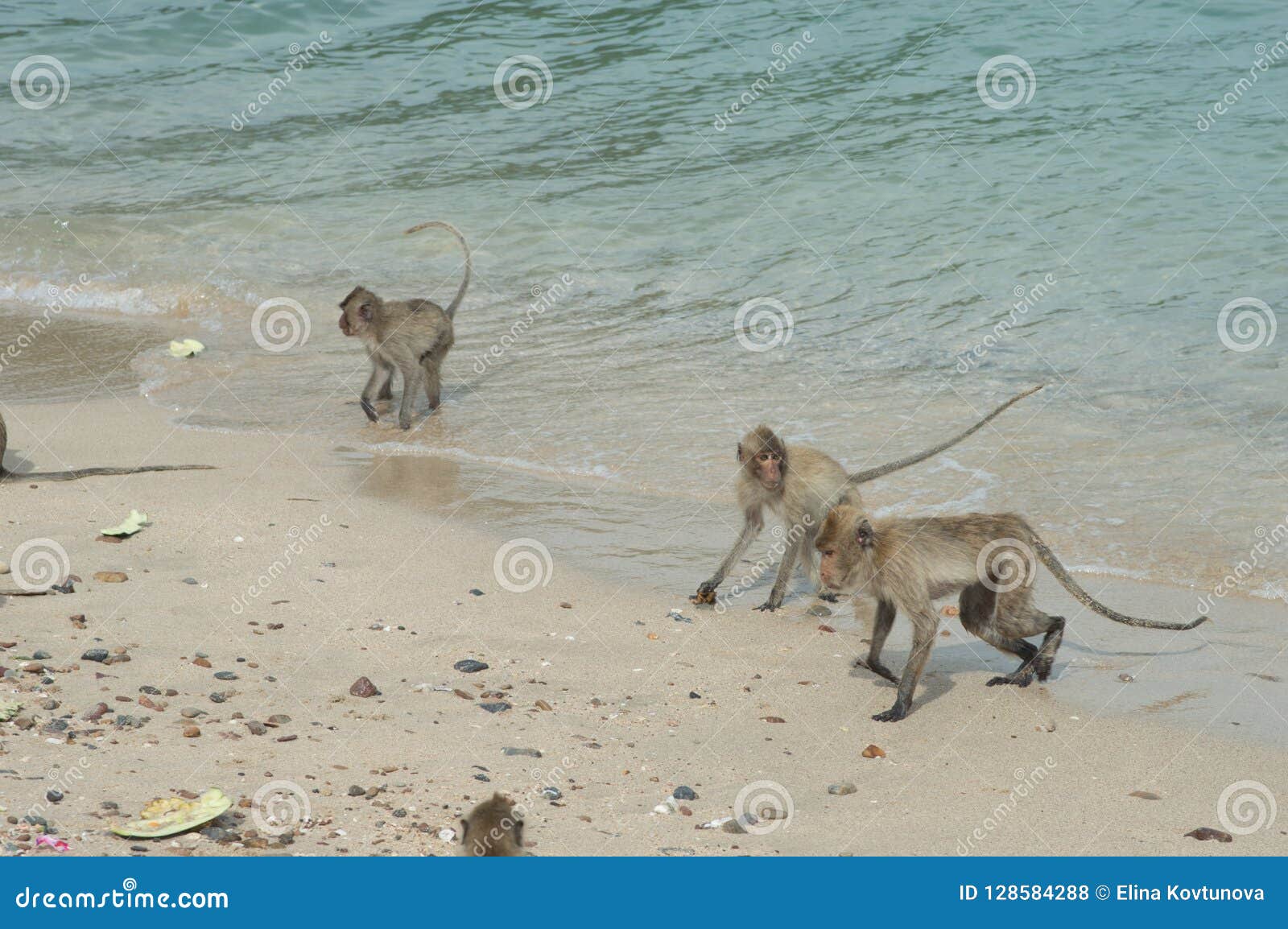 Ilha Do Macaco Pelo Mar, TAILÂNDIA Foto de Stock - Imagem de curso ...