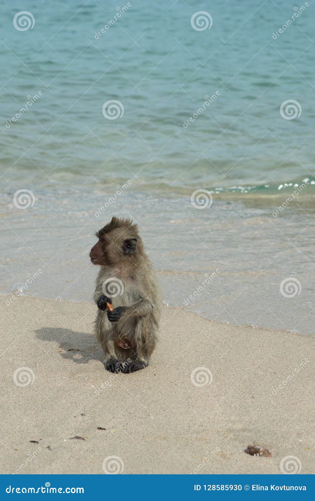 Ilha Do Macaco Pelo Mar, TAILÂNDIA Foto de Stock - Imagem de fauna ...