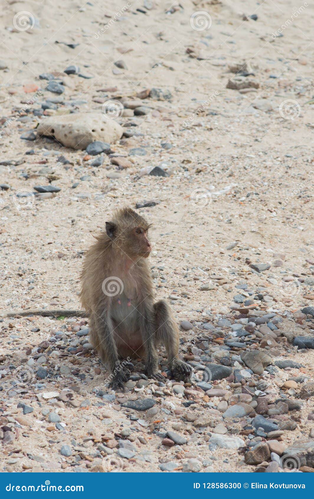 Ilha Do Macaco Pelo Mar, TAILÂNDIA Foto de Stock - Imagem de nave ...