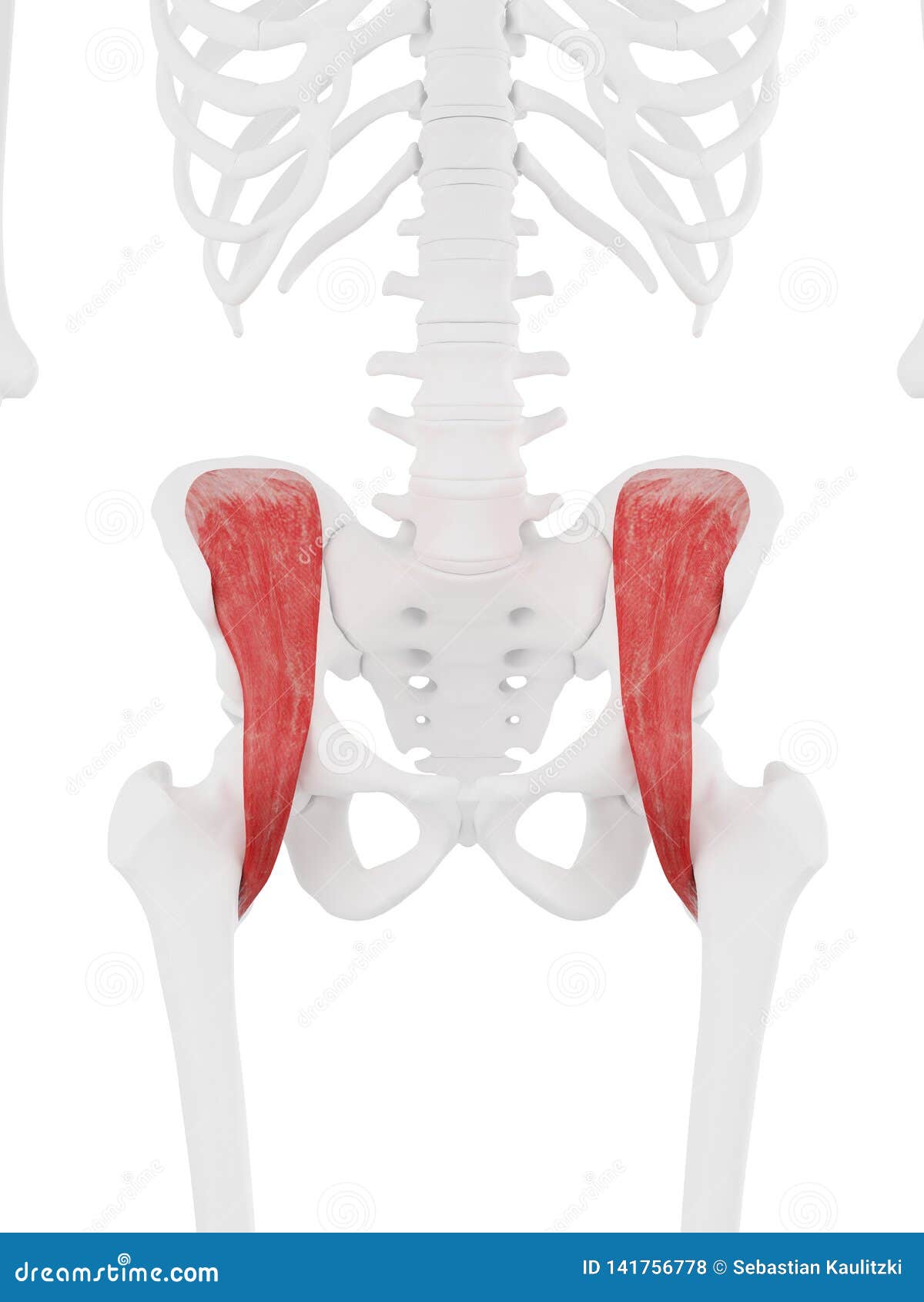 3d Illustration Of The Iliacus Muscles Anatomical Position On Xray Body ...