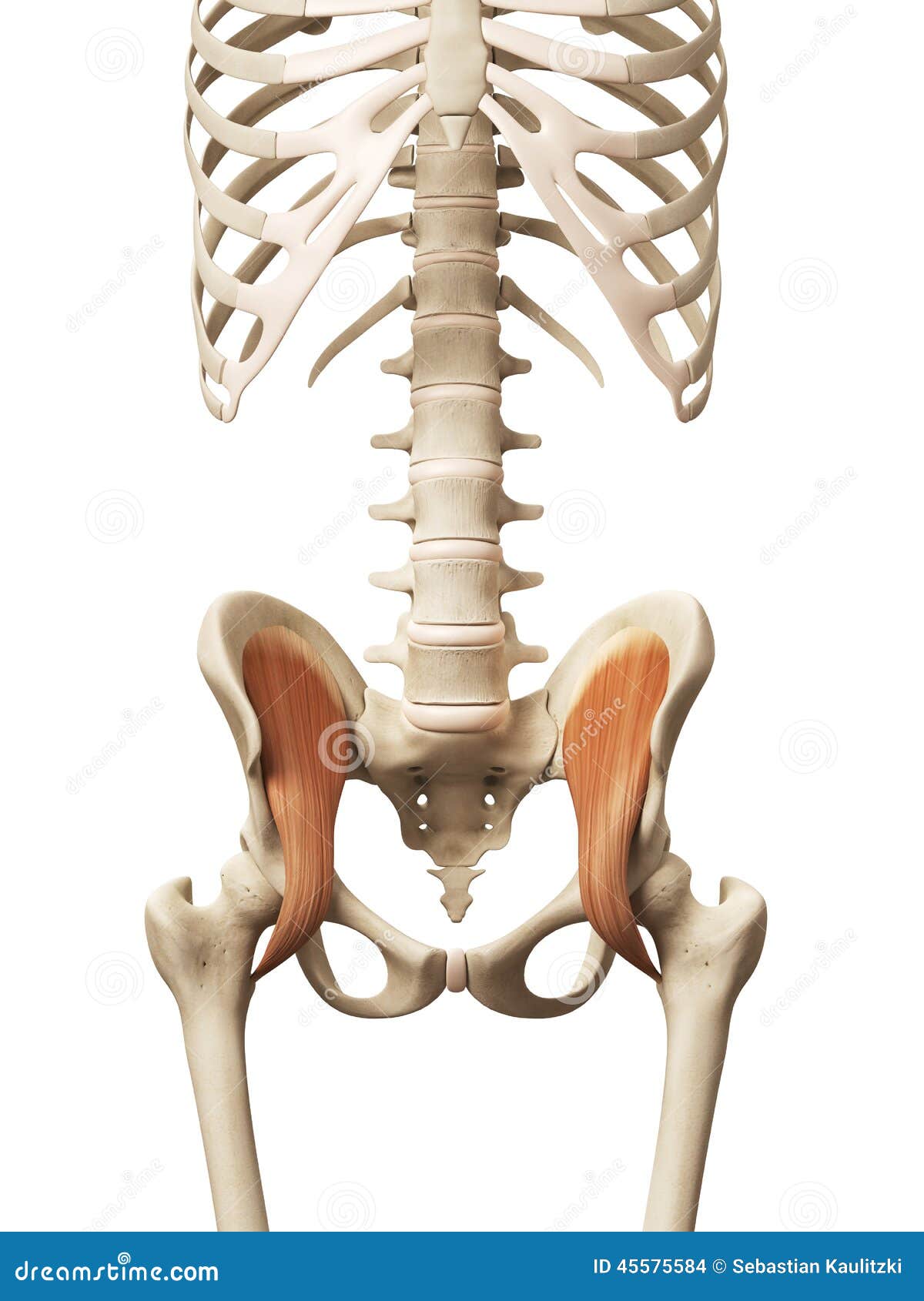 The iliacus stock illustration. Illustration of close - 45575584