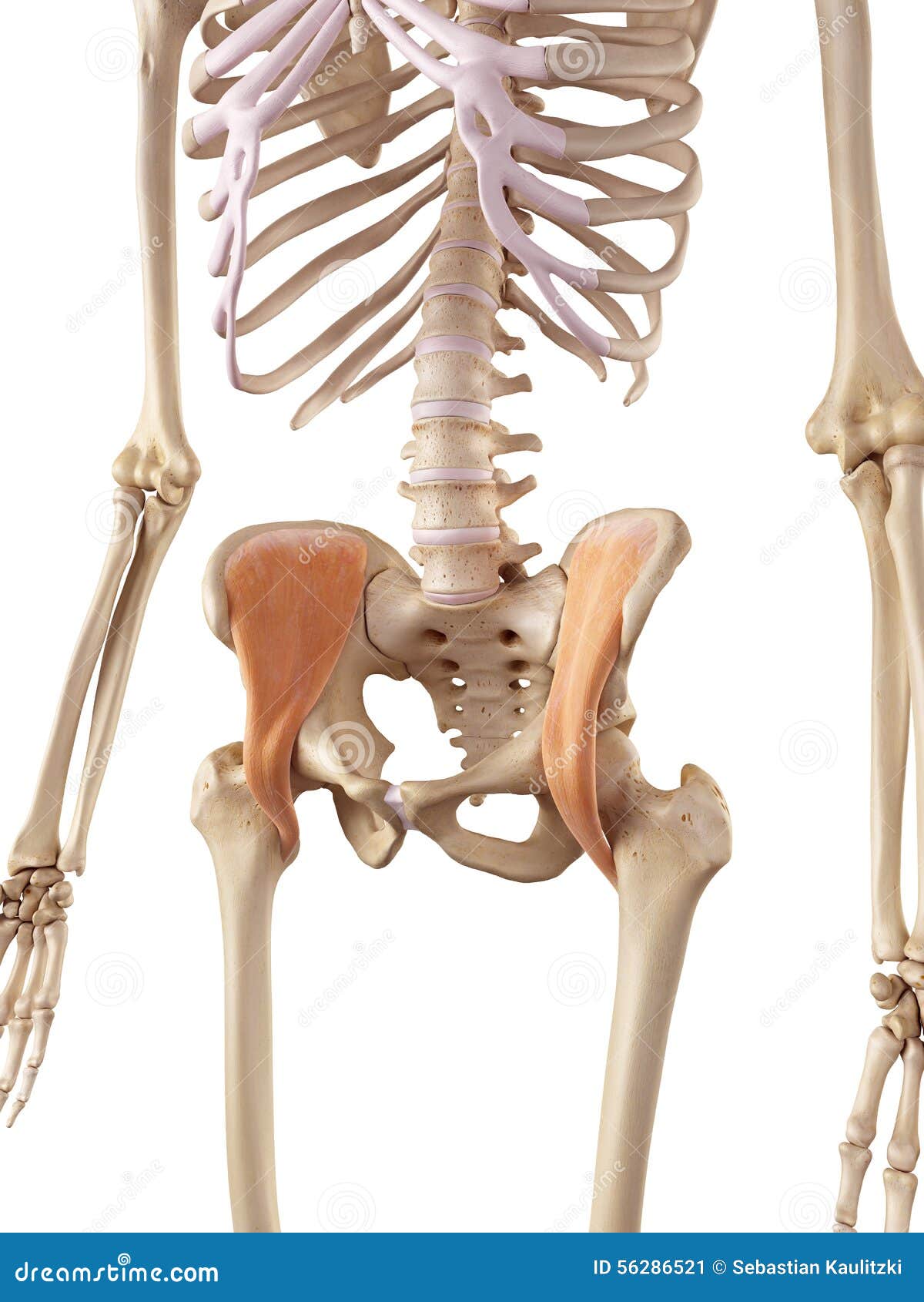 The iliacus stock illustration. Illustration of biology - 56286521