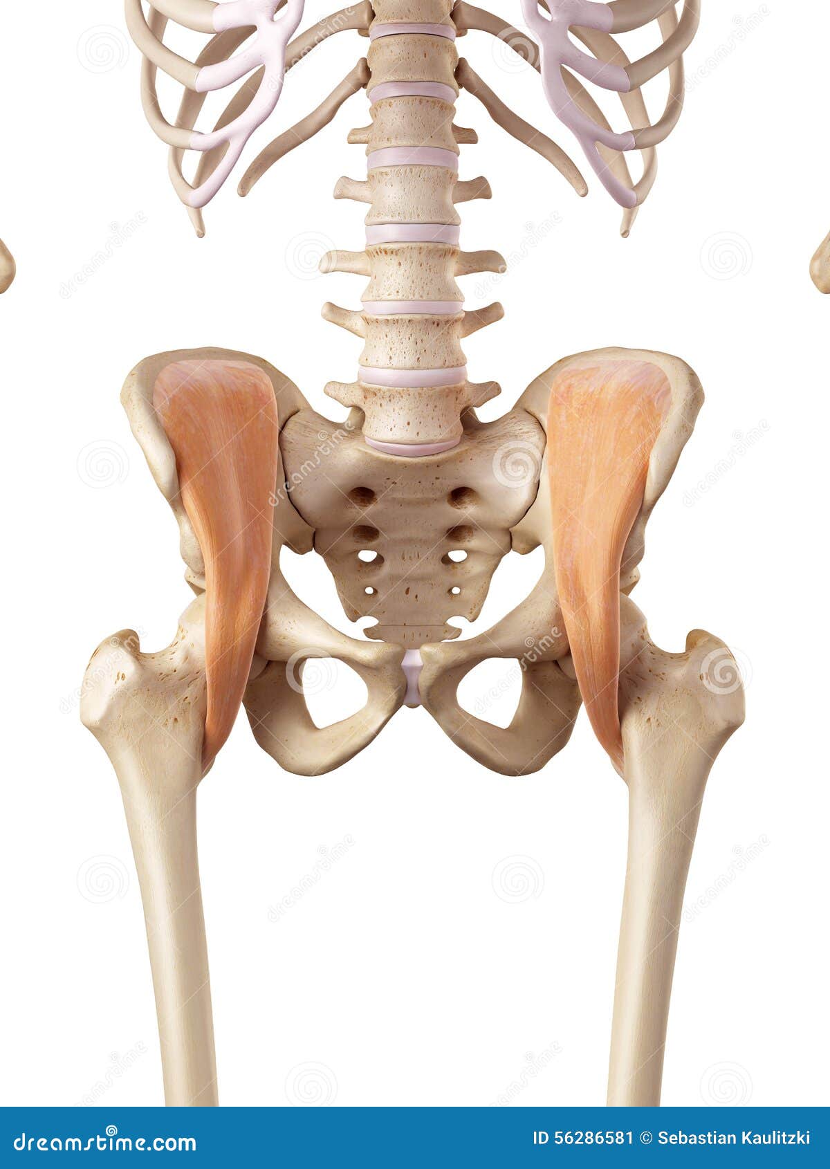 3d Illustration Of The Iliacus Muscles On Xray Musculature ...