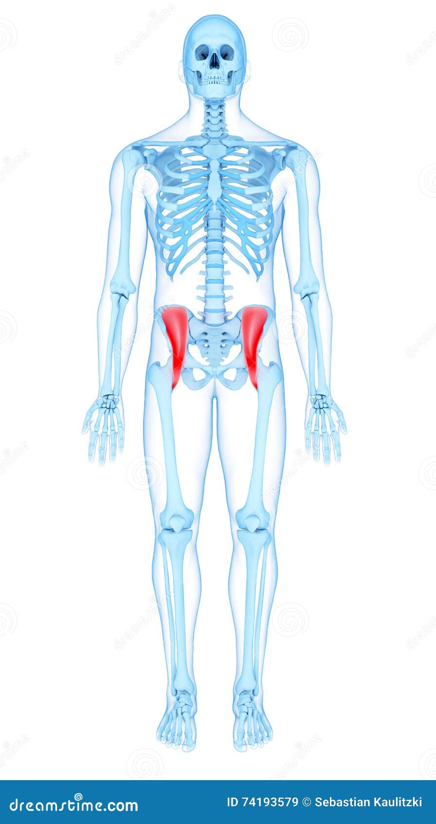 3d Illustration Of The Iliacus Muscles Anatomical Position On Xray Body ...