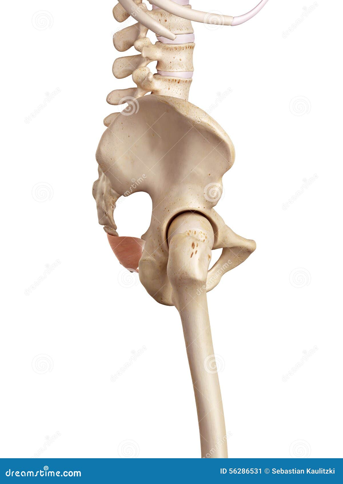 The iliococcygeus stock illustration. Illustration of iliococcygeus ...