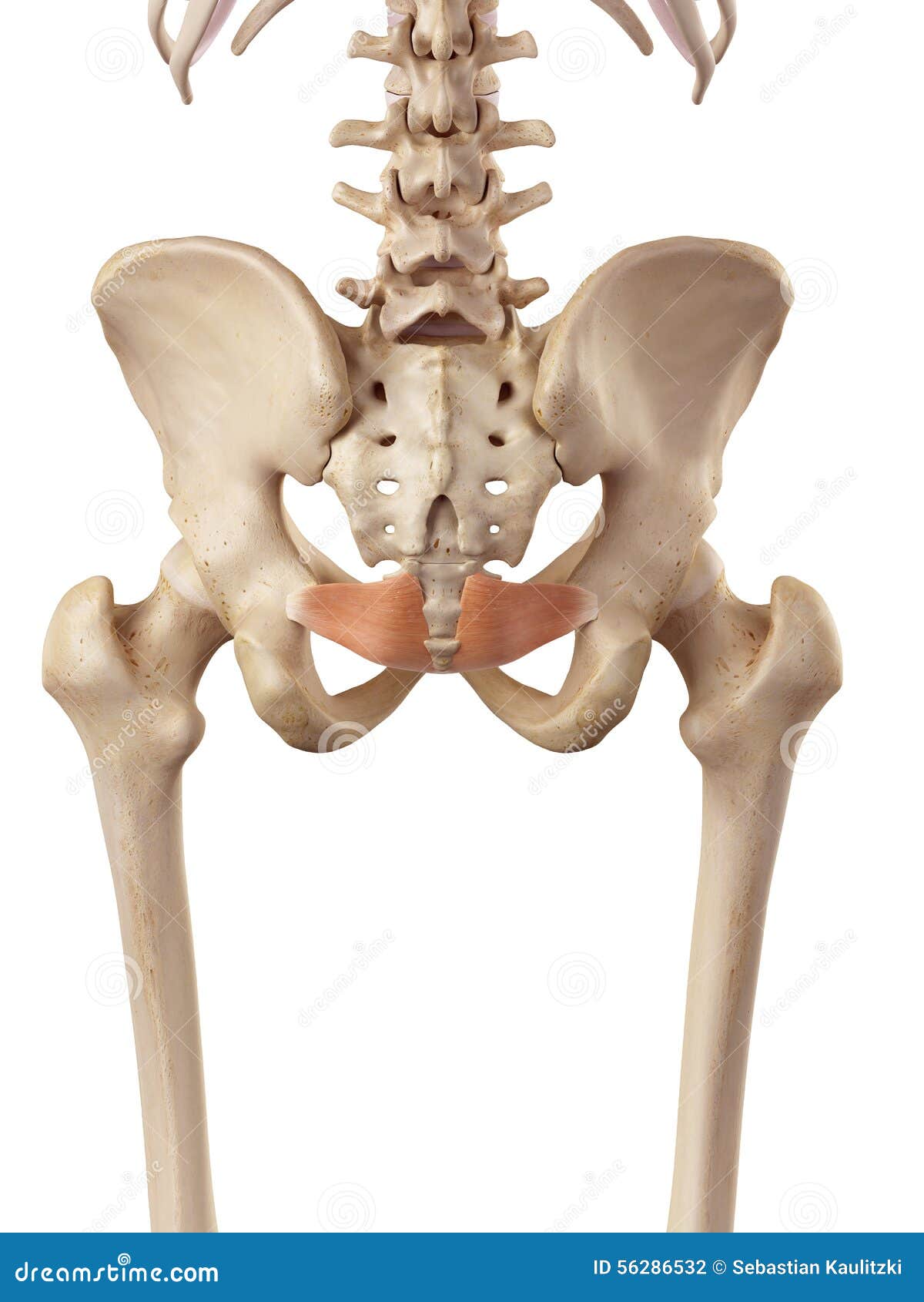 The iliococcygeus stock illustration. Illustration of white - 56286532