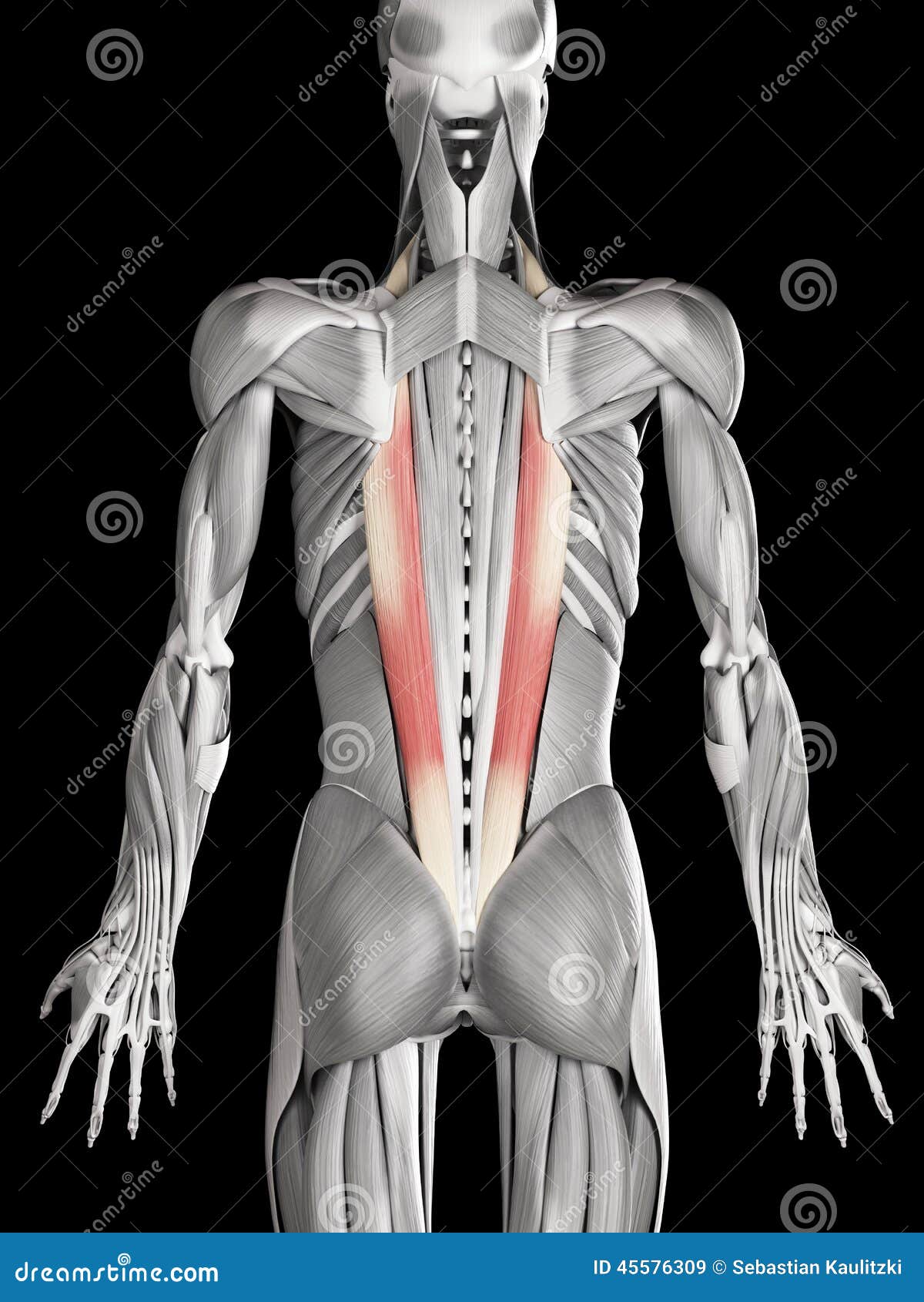 The iliocostalis stock illustration. Illustration of skeleton - 45576309