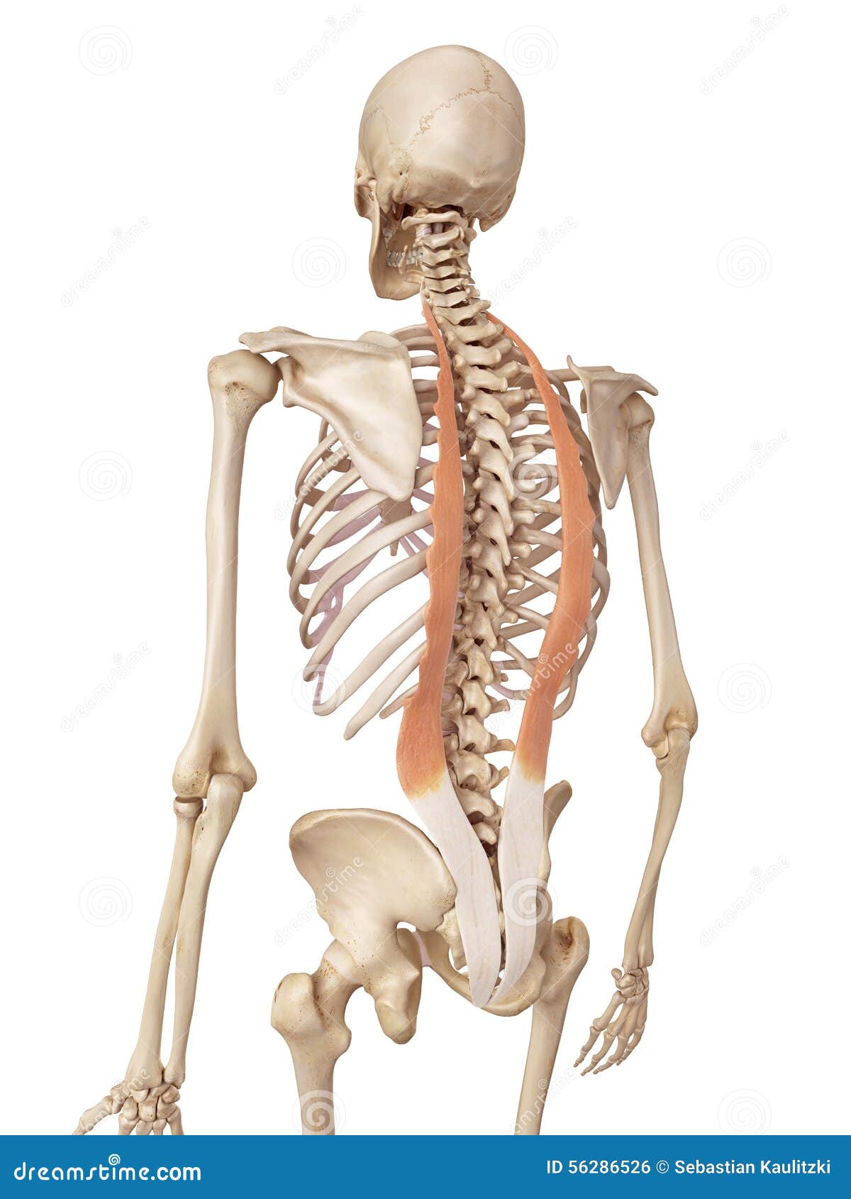 The iliocostalis stock illustration. Illustration of back - 56286526