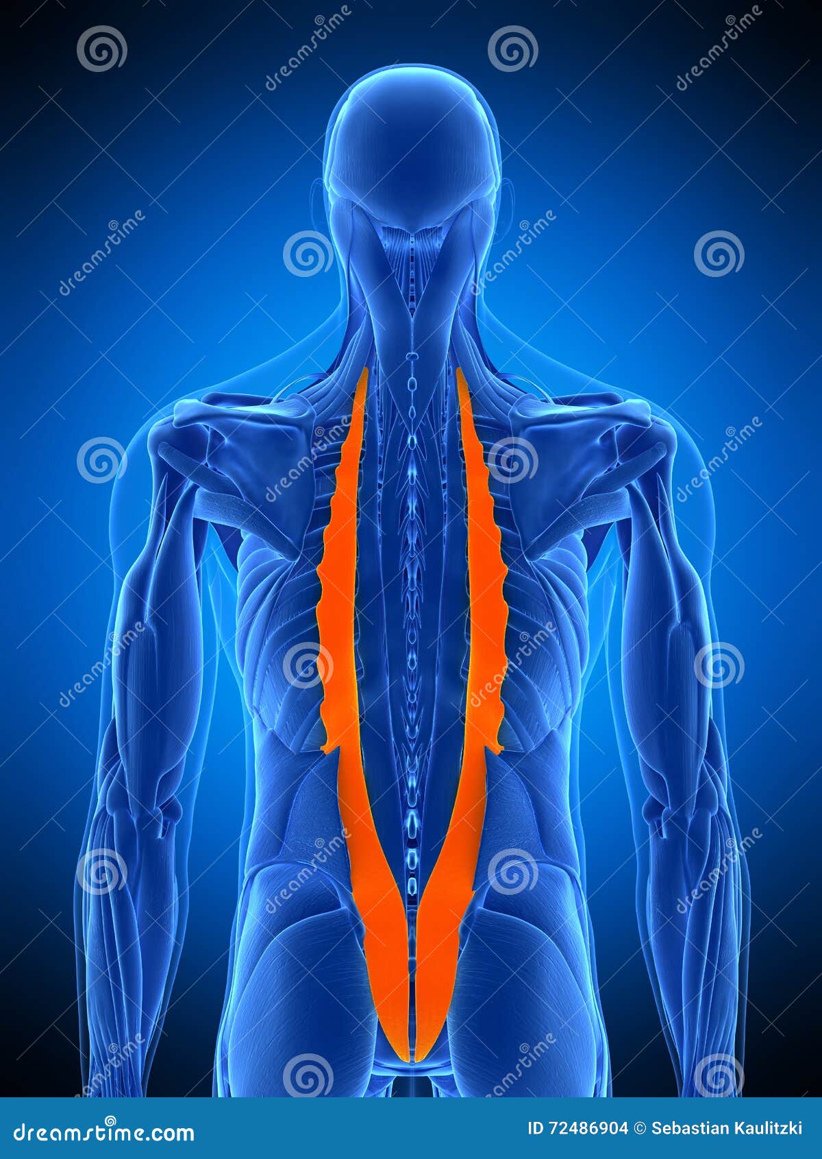 Iliocostalis Royalty-Free Cartoon | CartoonDealer.com #141761657