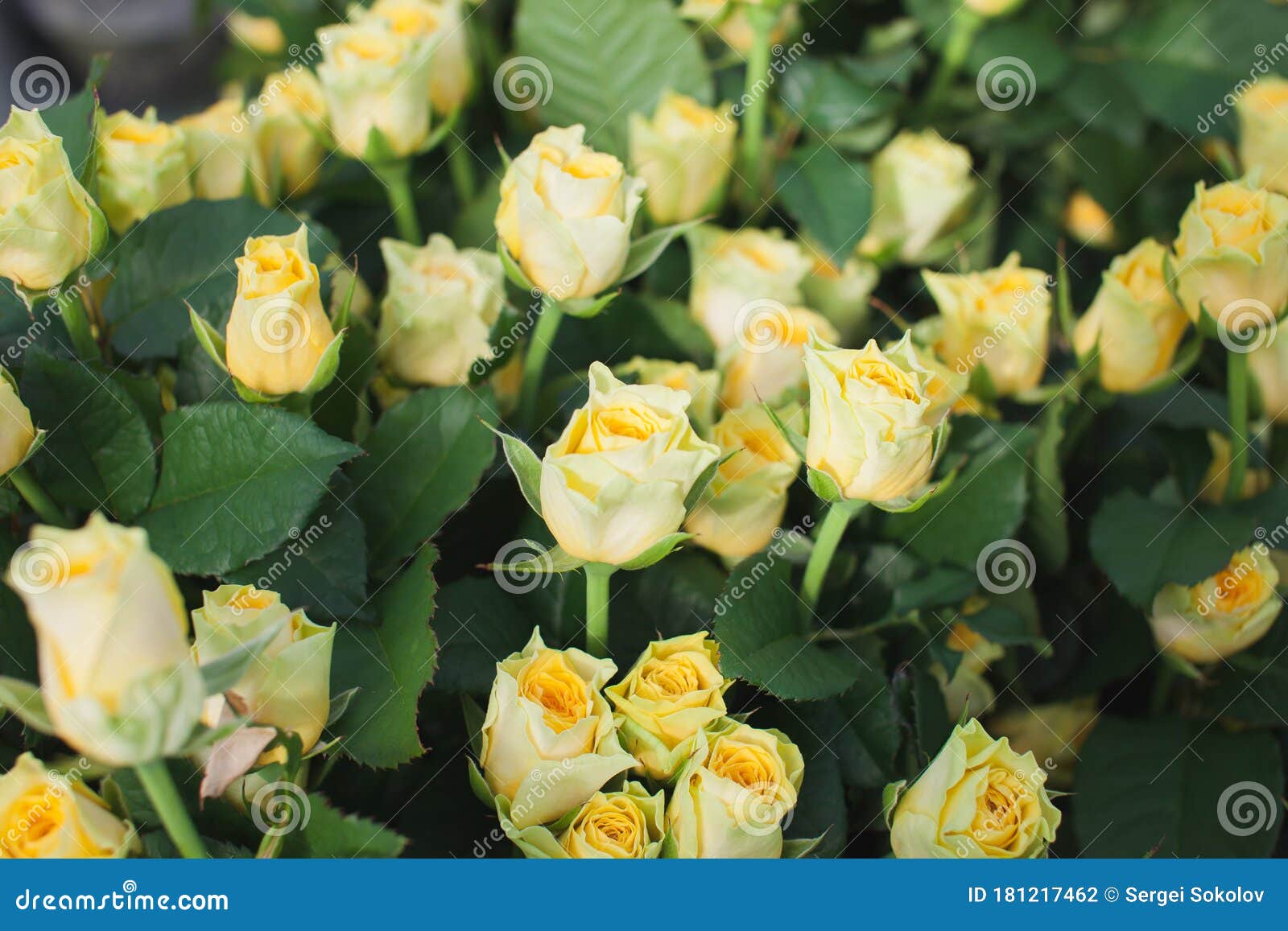 Ilios Rose in the Flowerbed Stock Photo - Image of rose, biological ...