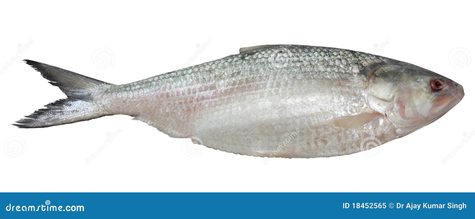 Ilish Fish Isolated on White Stock Image - Image of food, modenn: 18452565