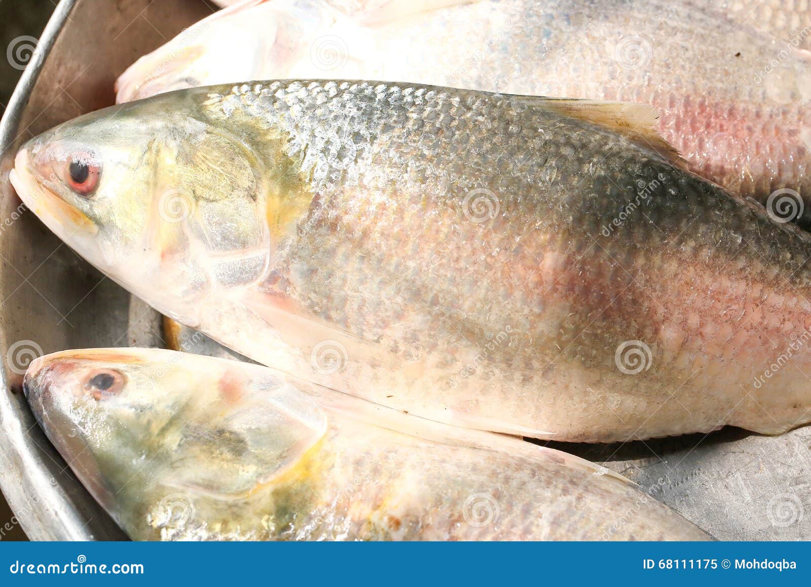 Ilish Hilsa Fish stock image. Image of festive, silver - 68111175