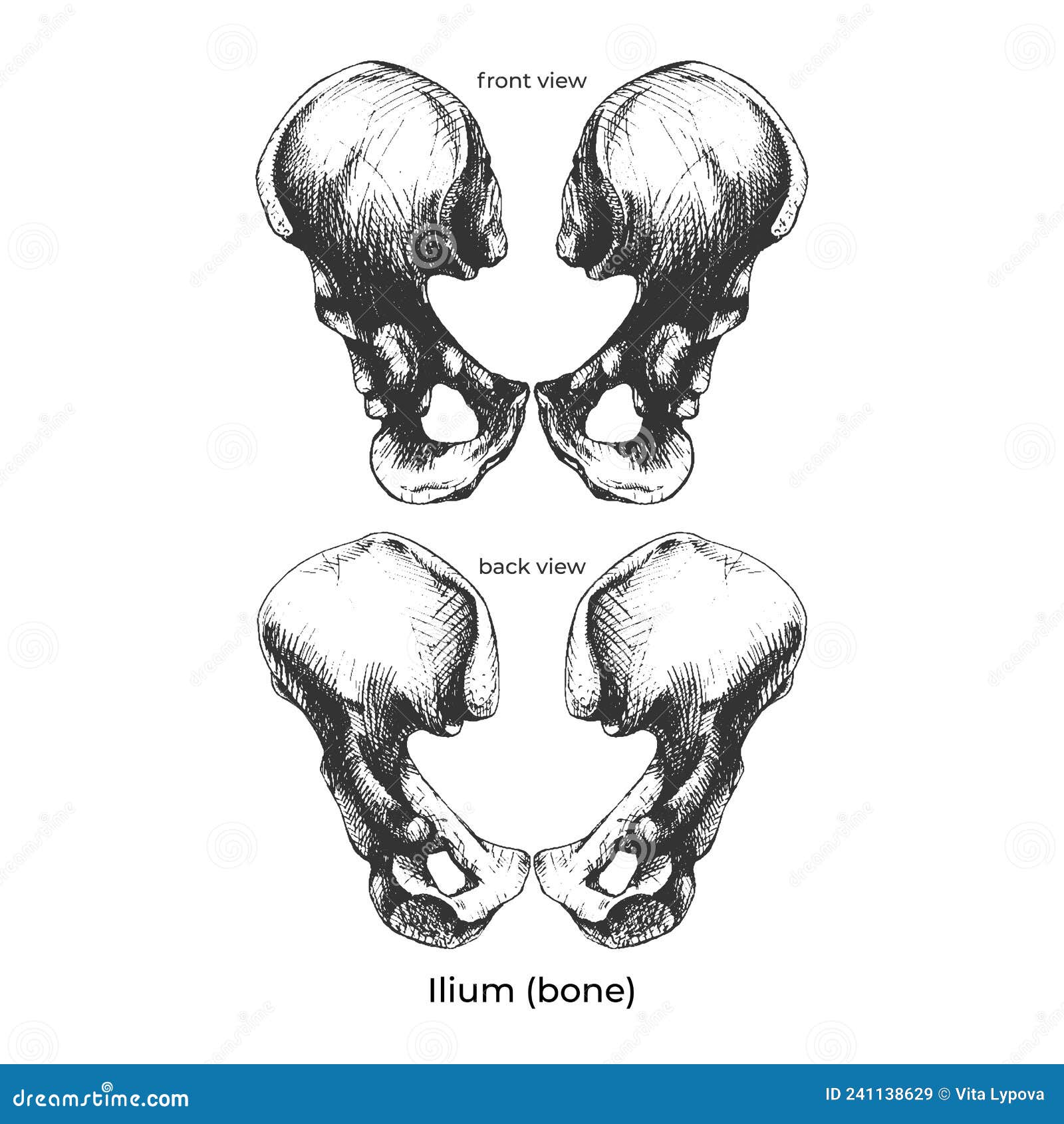 482_Ilium (bone stock vector. Illustration of medicine - 241138629