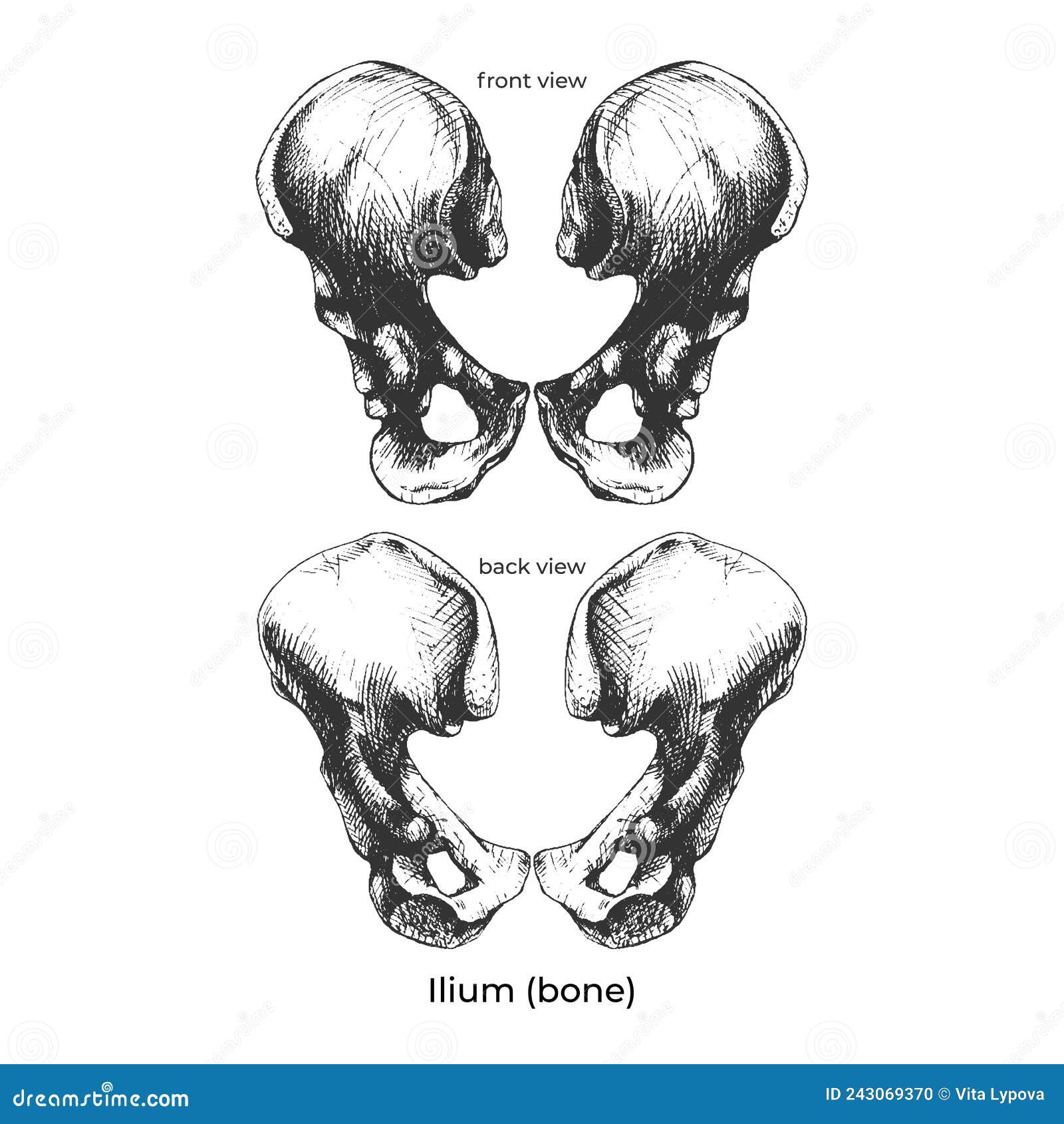 482_Ilium (bone stock vector. Illustration of white - 243069370