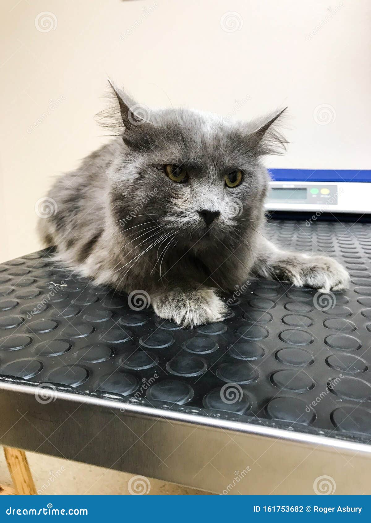 Ill cat at vet stock photo. Image of nose, immune, immunity - 161753682