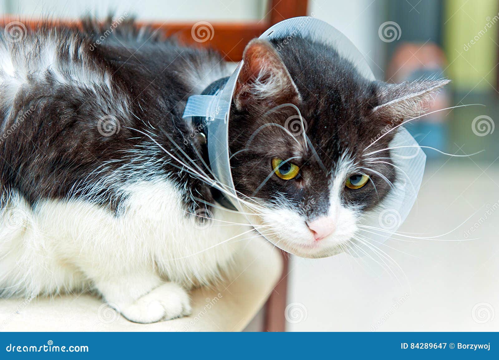 Ill cat wearing funnel stock image. Image of protection - 84289647