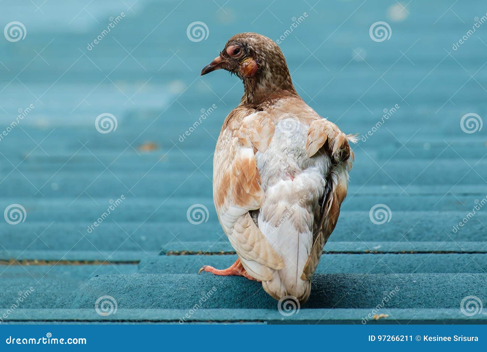 Ill Pigeon Stock Photos - Download 50 Royalty Free Photos