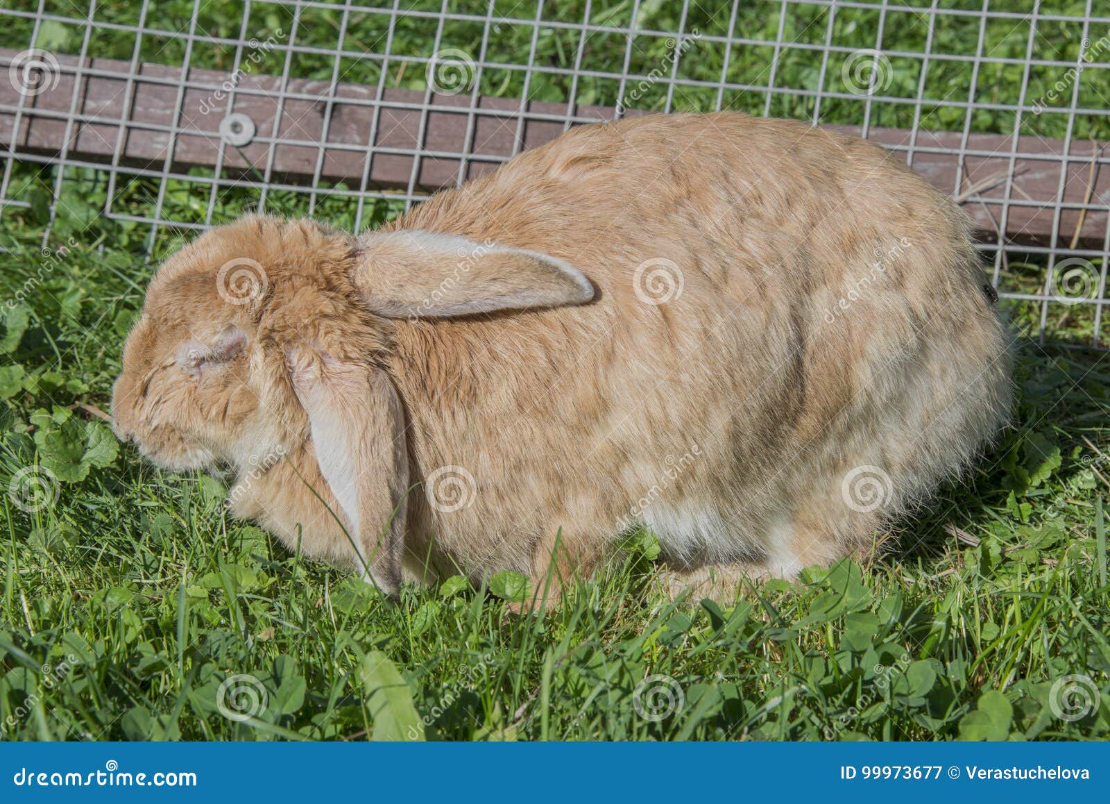 Ill Rabbit with Myxomatosis Stock Image - Image of garden, grass: 99973677