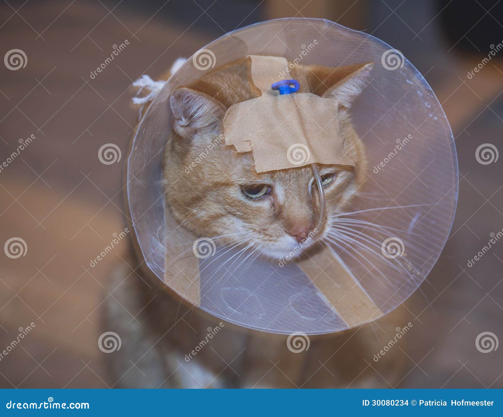 Ill cat with cone and tube stock photo. Image of animal - 30080234