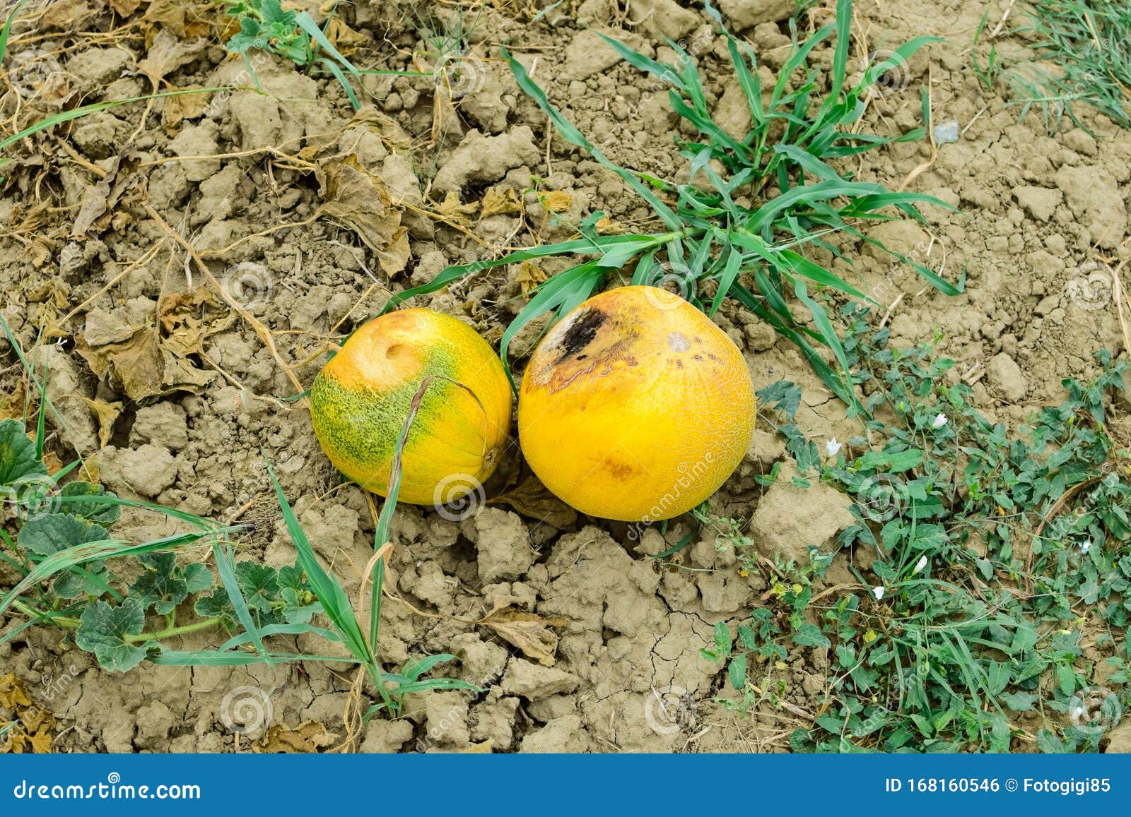 Ill rotten melon stock photo. Image of healthy, dessert - 168160546