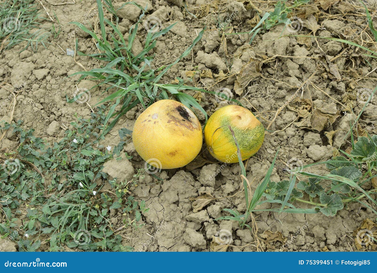 Ill rotten melon stock image. Image of berry, crop, field - 75399451