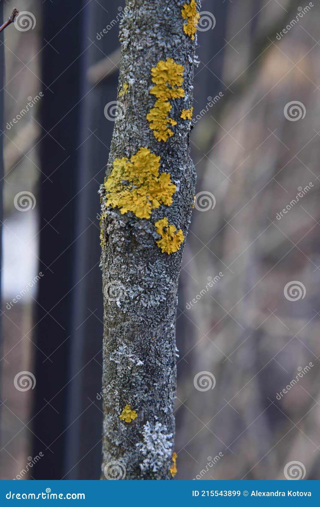 Ill Tree Branch with Lichen Stock Image - Image of fungal, common ...