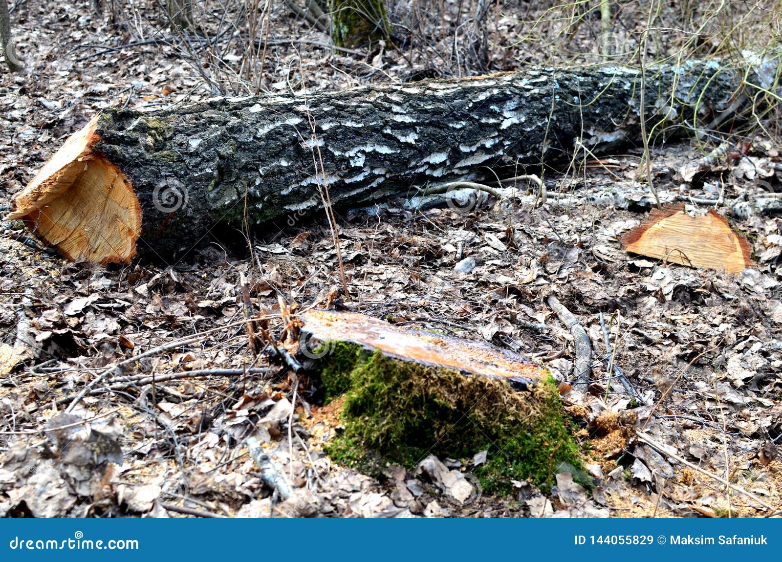 Illegal Deforestation, Destruction of Nature, Stock Image - Image of ...
