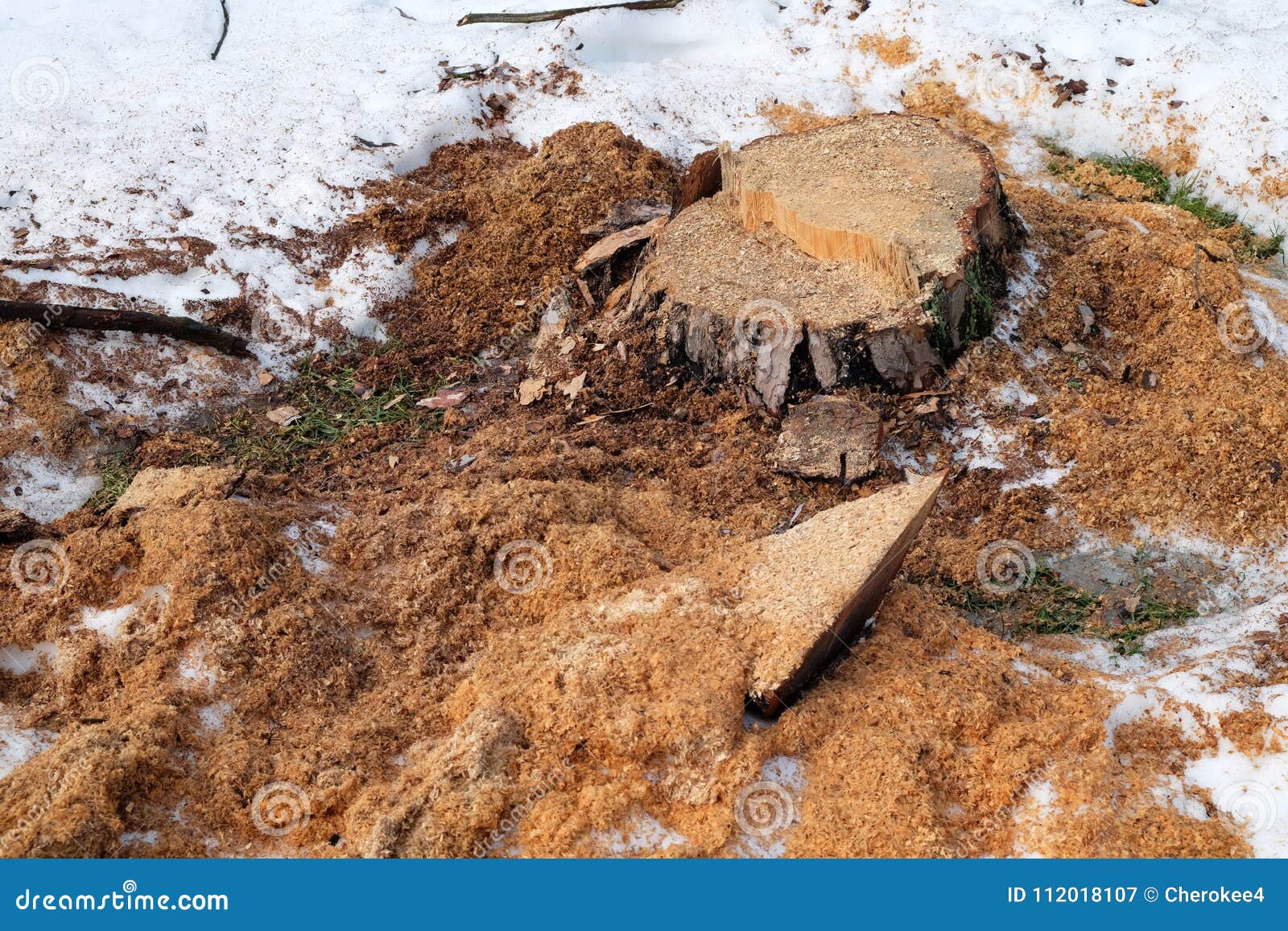 Illegal Felling of Trees with a Chainsaw Stock Image - Image of winter ...