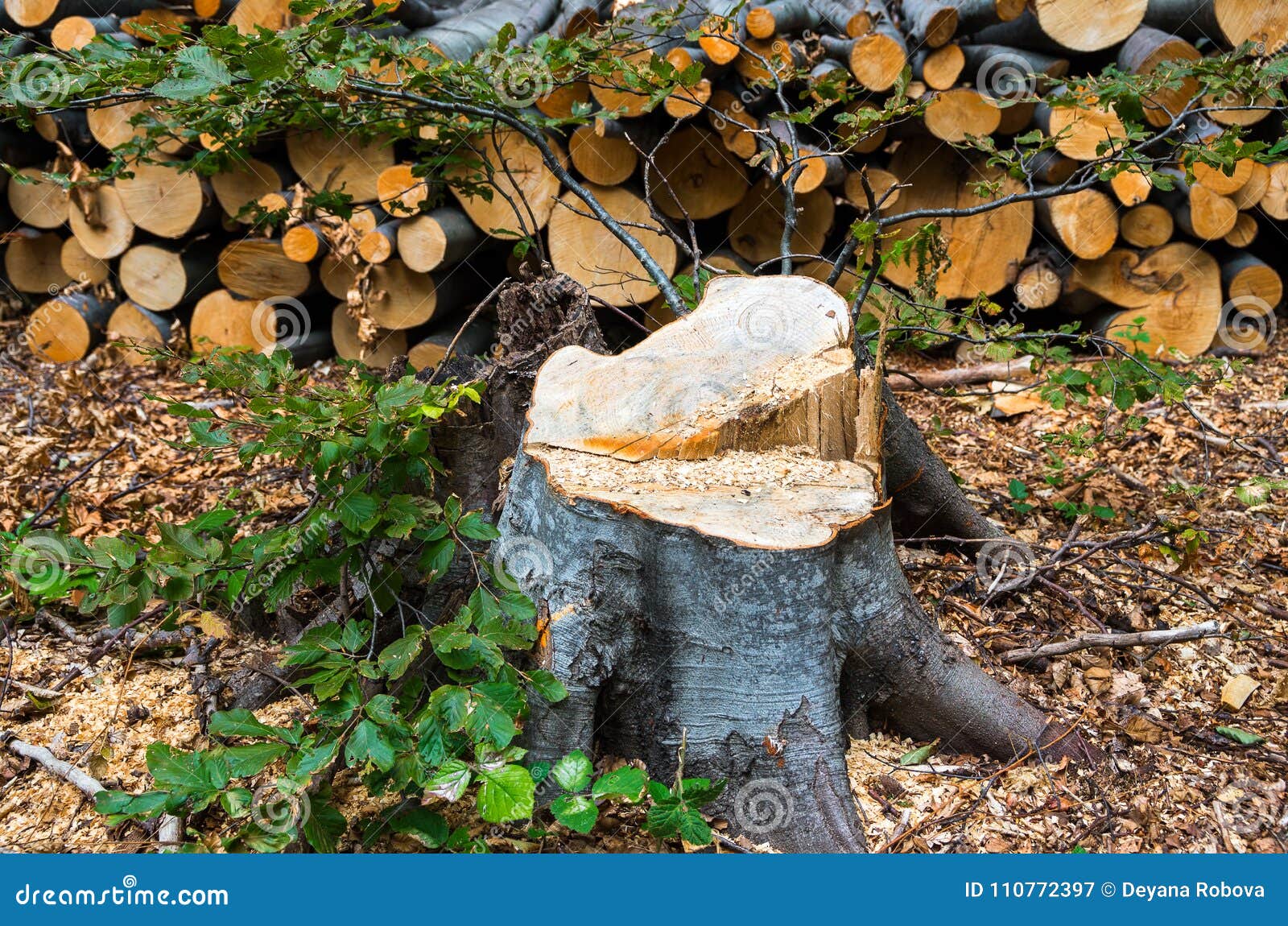 Illegal Felling of Trees in the Forest Stock Image - Image of pattern ...