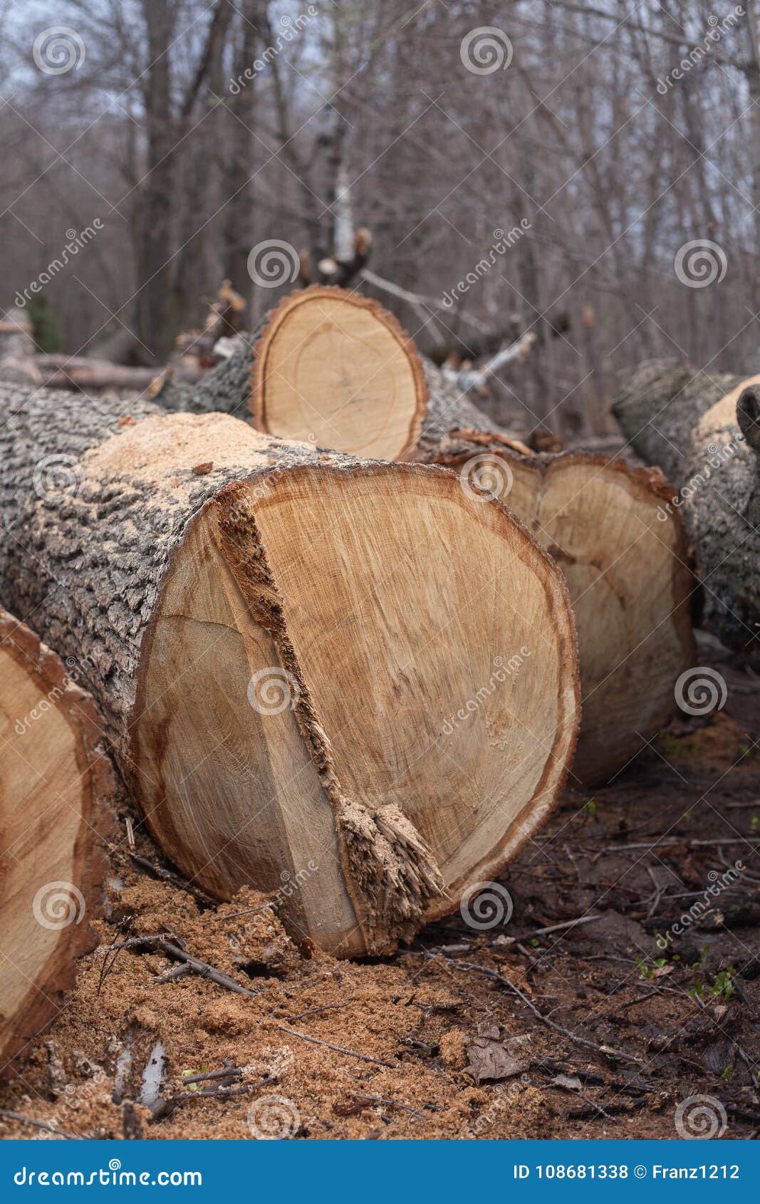 Illegal Felling of Trees in the Forest. Ecology. Stock Photo - Image of ...