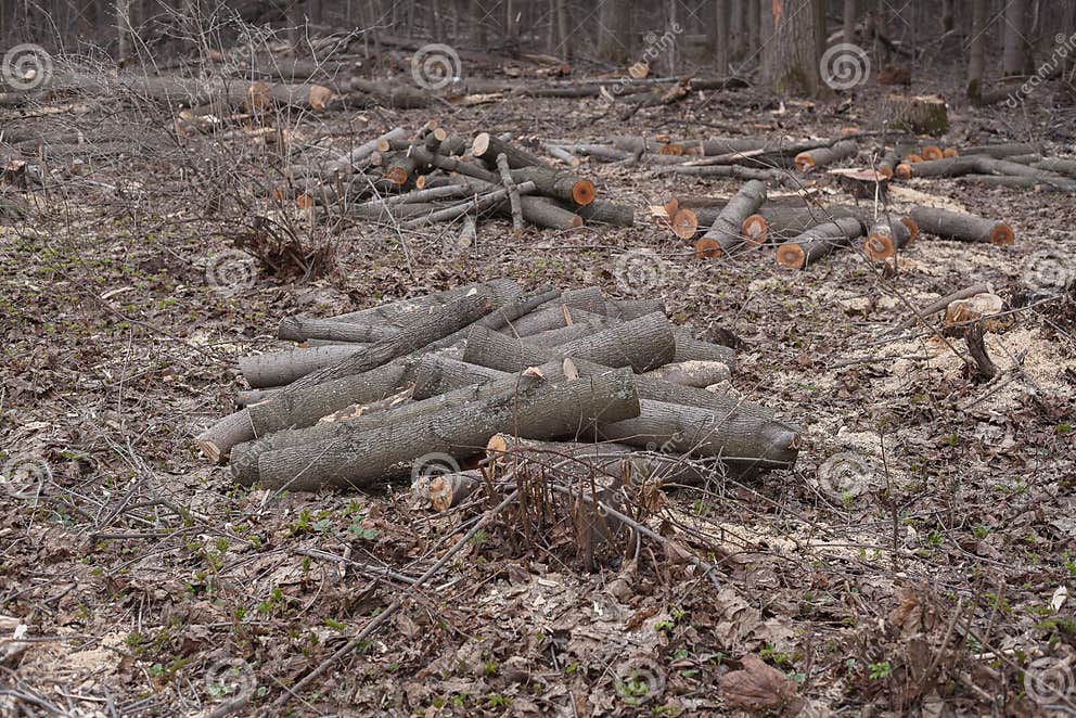 Illegal Felling of Trees in the Forest. Ecology. Stock Image - Image of ...