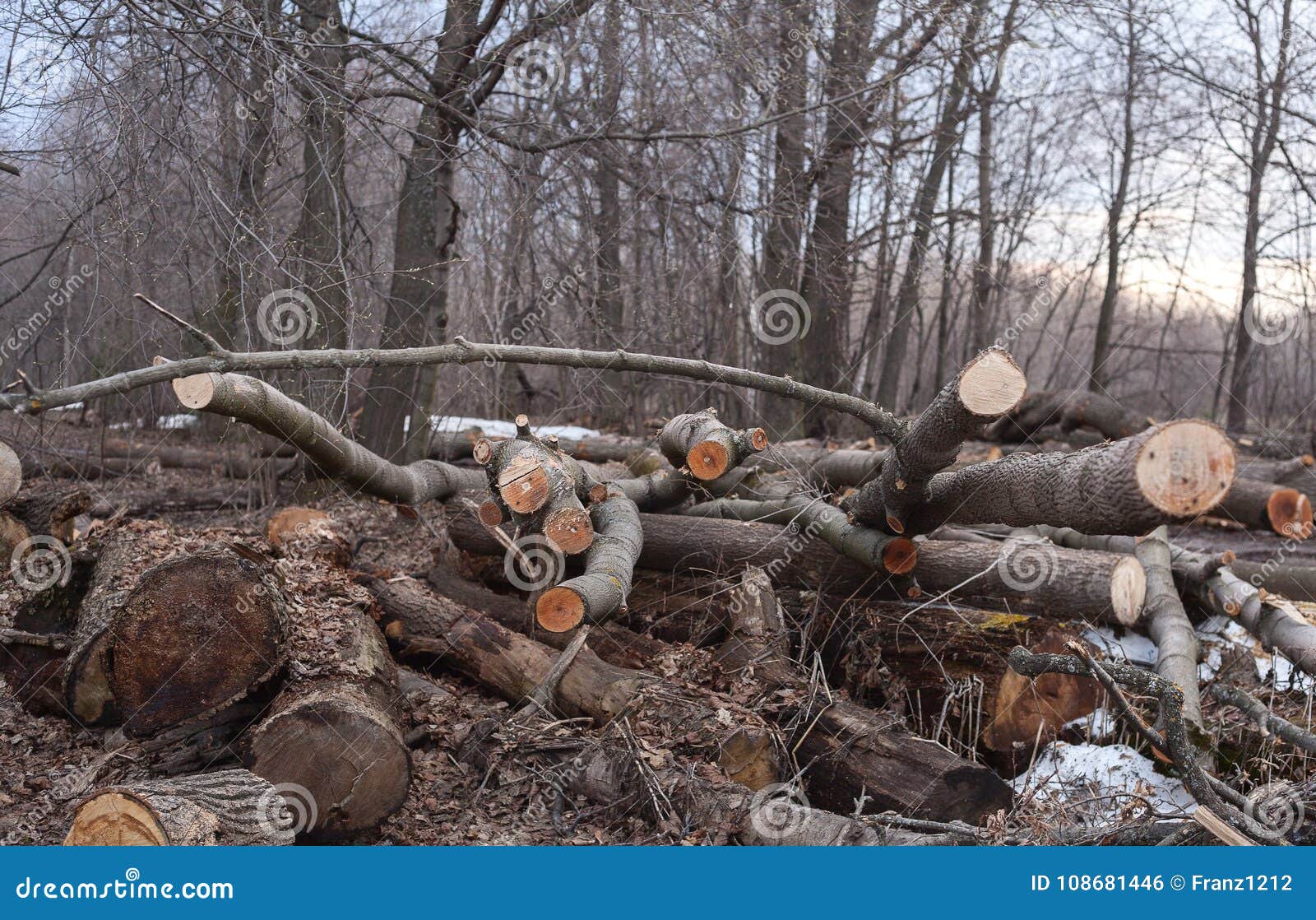 Illegal Felling of Trees in the Forest. Ecology. Stock Photo - Image of ...