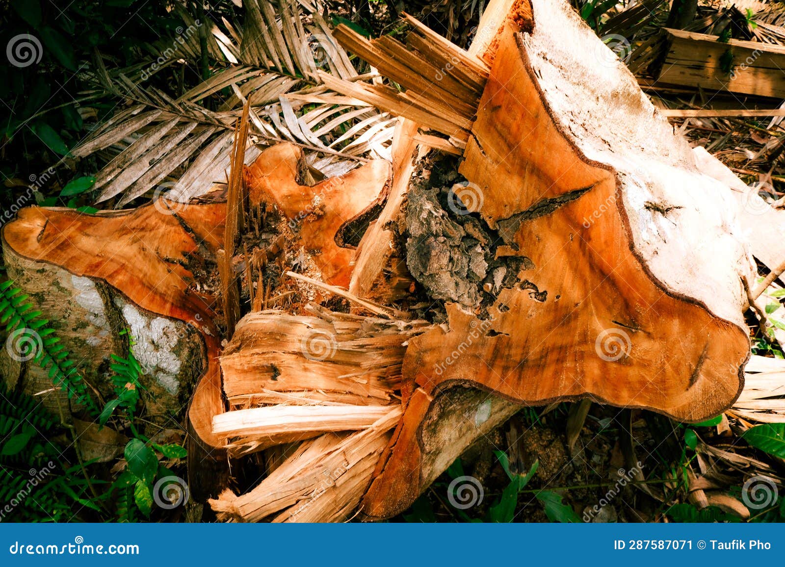 Illegal felling of trees stock image. Image of tree - 287587071