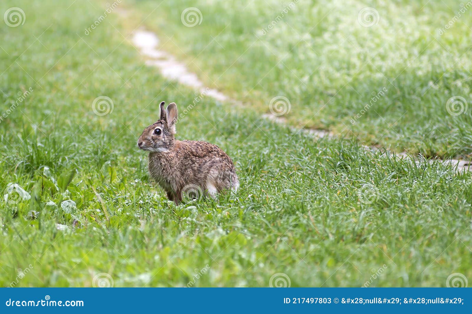 Hare in the countryside stock image. Image of problem - 217497803