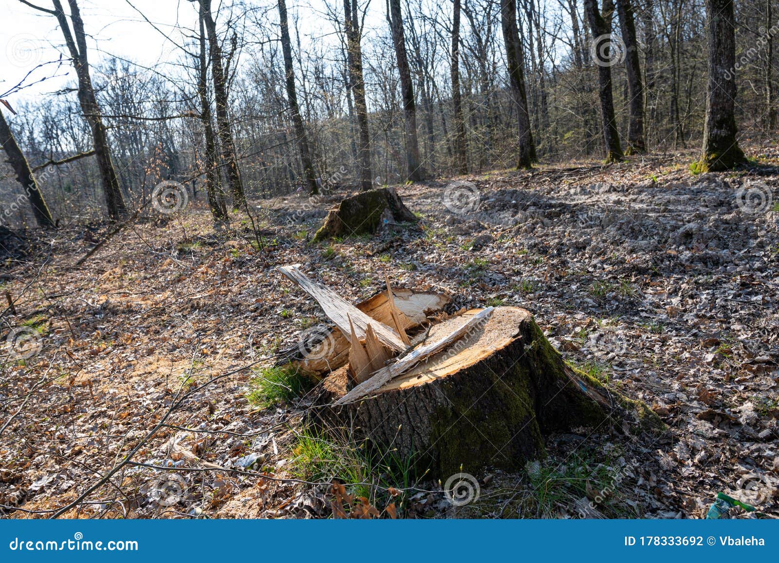 Illegal Logging In The Forest, Stumps Of Felled Trees, Deforestation ...