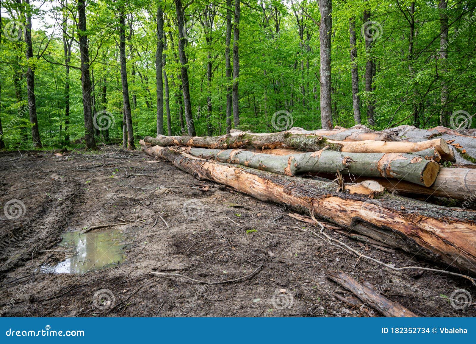 Illegal Logging In The Forest, Stumps Of Felled Trees, Deforestation ...