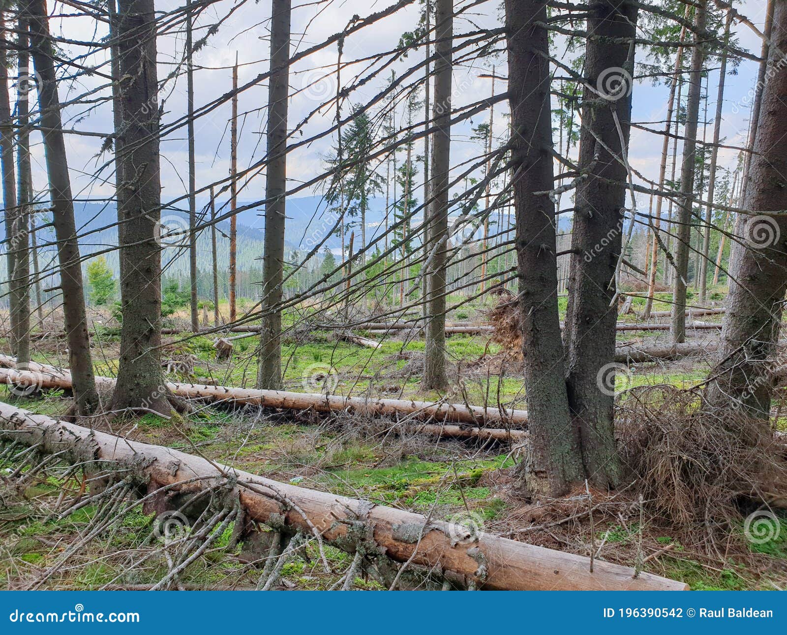Marisel Cutting Down Forest Environmental Issue Stock Photography ...
