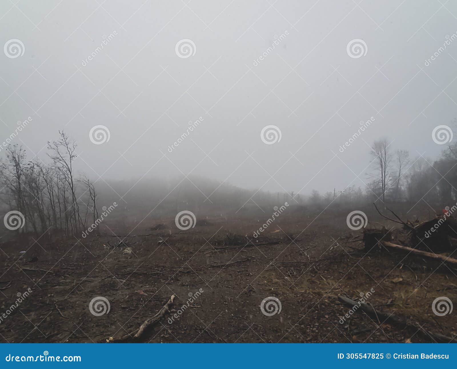 Illegally Deforested Forest. the Destruction of the Environment by ...