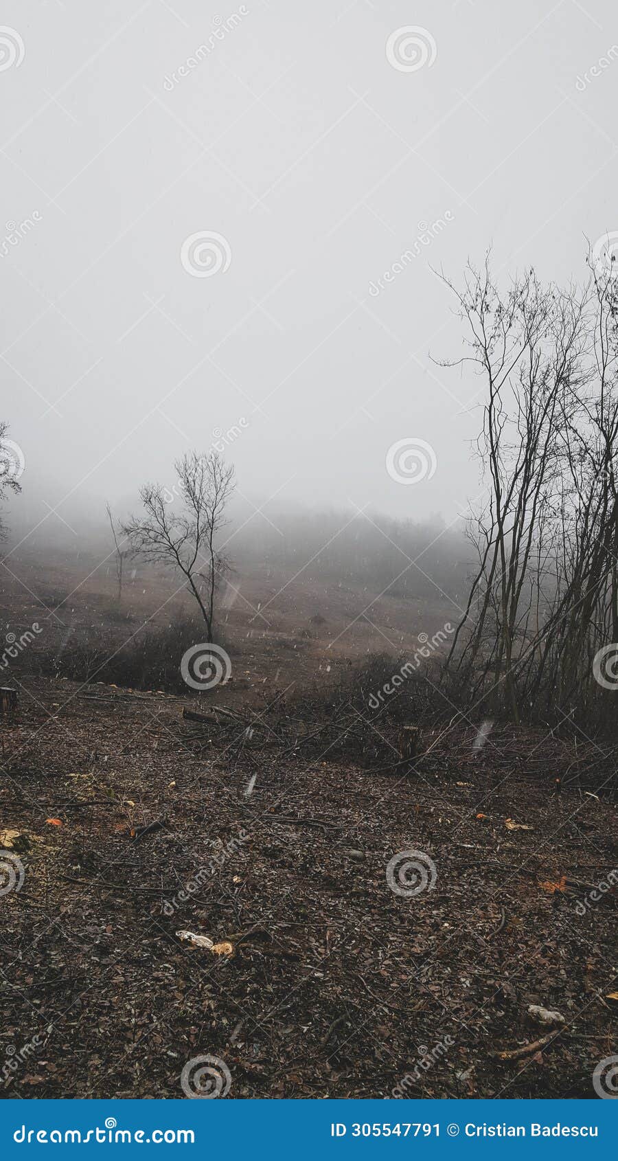 Illegally Deforested Forest. the Destruction of the Environment by ...