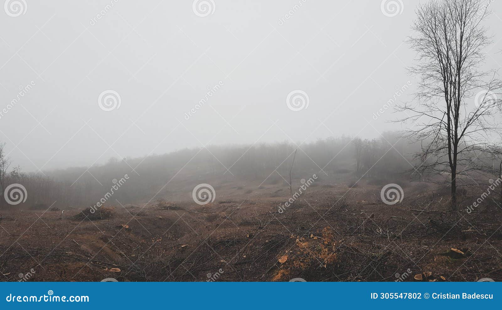 Illegally Deforested Forest. the Destruction of the Environment by ...