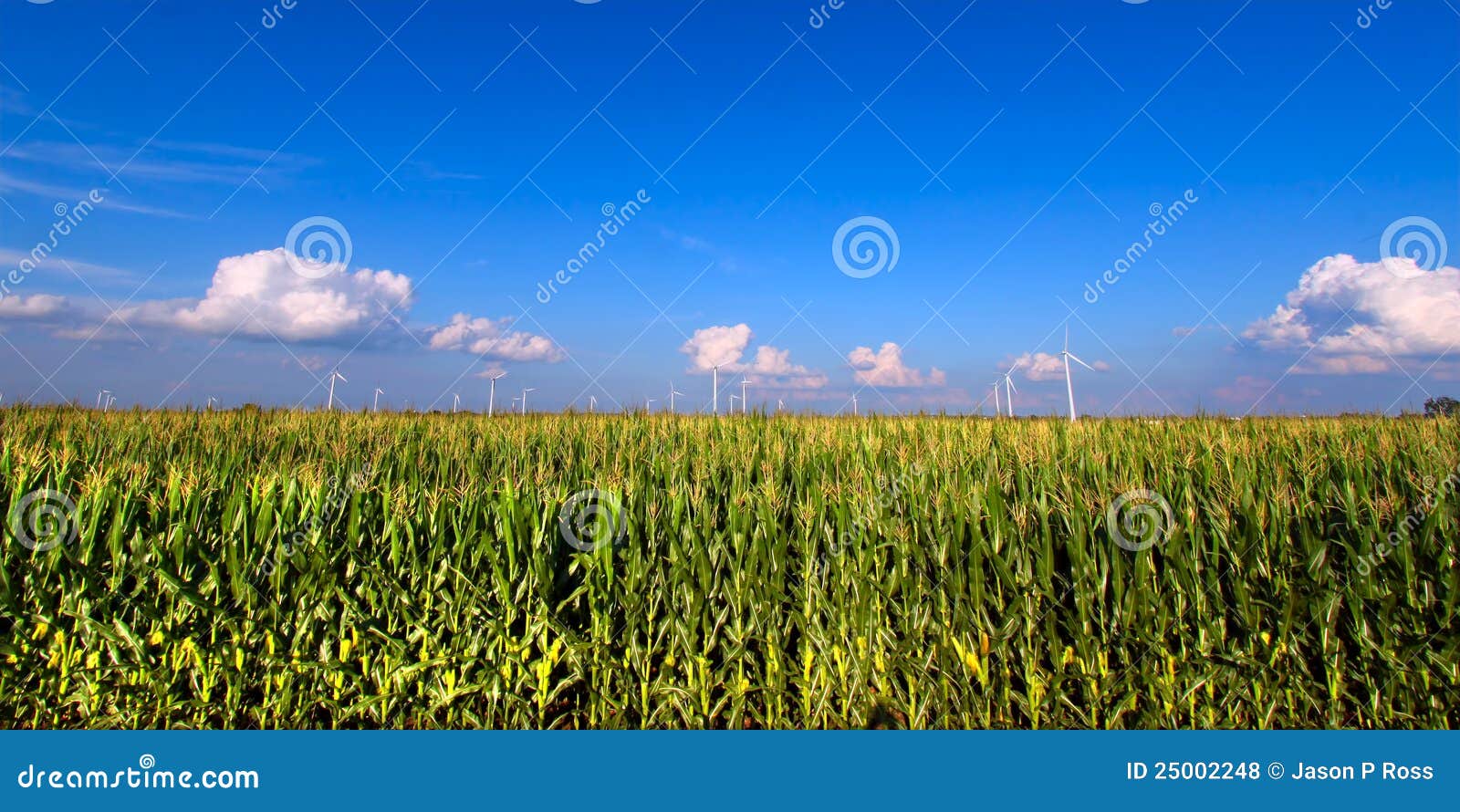 Illinois Agricultural Land stock photo. Image of grow - 25002248