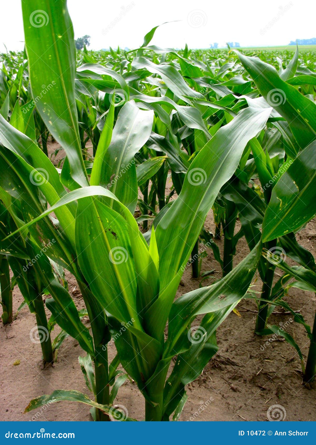 Illinois Corn stock photo. Image of crop, summer, farm, field - 10472