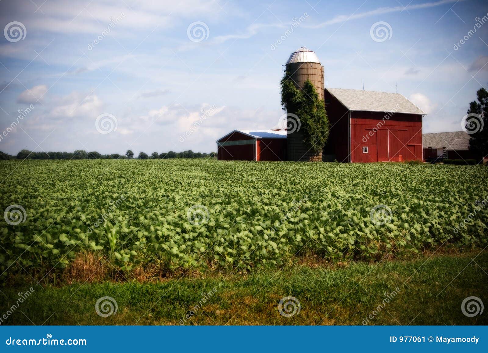 Illinois Farm stock image. Image of sunny, rural, road - 977061