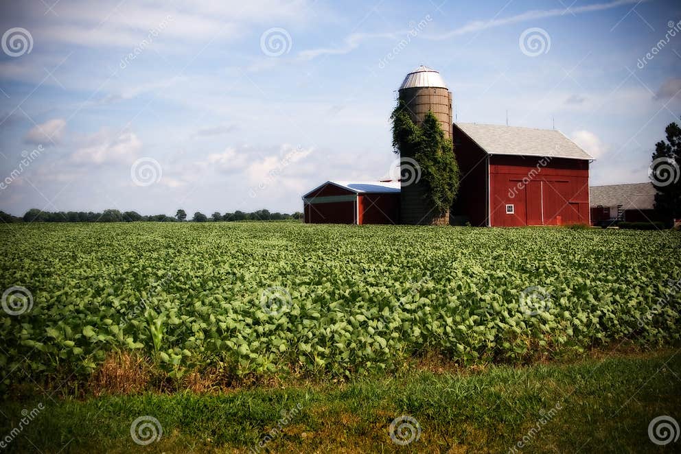 Illinois Farm stock image. Image of sunny, rural, road - 977061