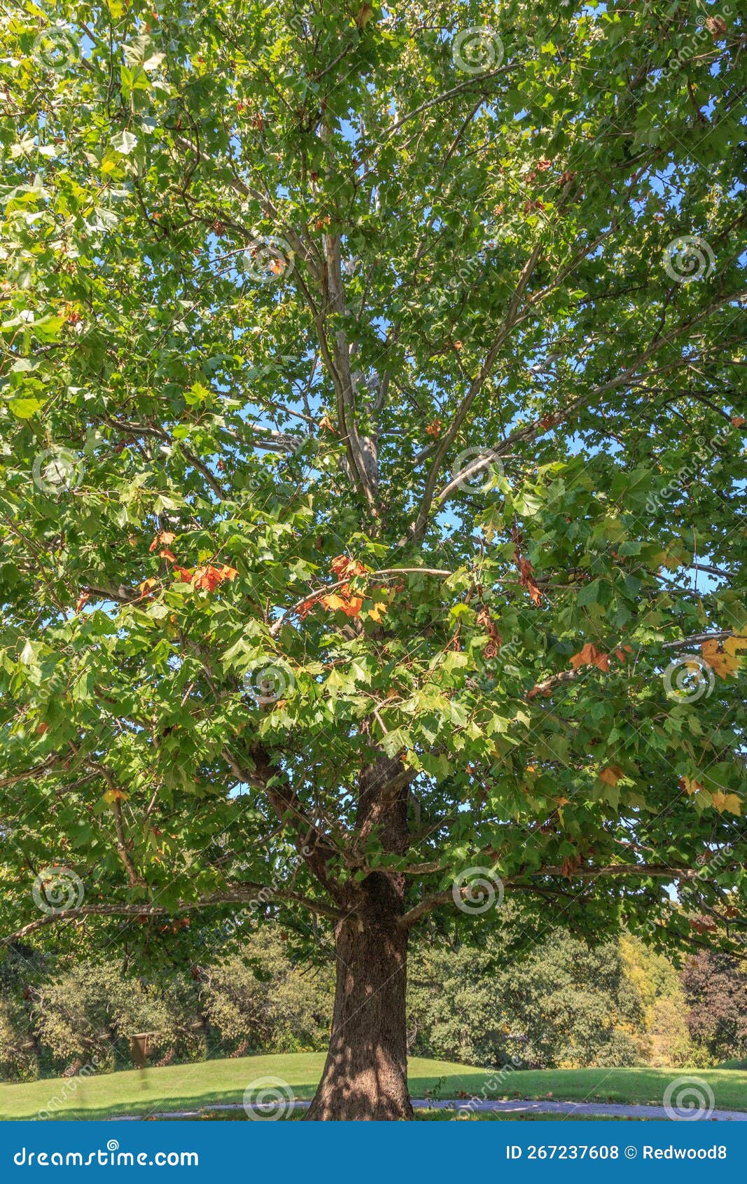 Illinois North American Sycamore Tree Stock Photo - Image of forest ... Illinois North American Sycamore Tree Stock Photo - Image of forest ...